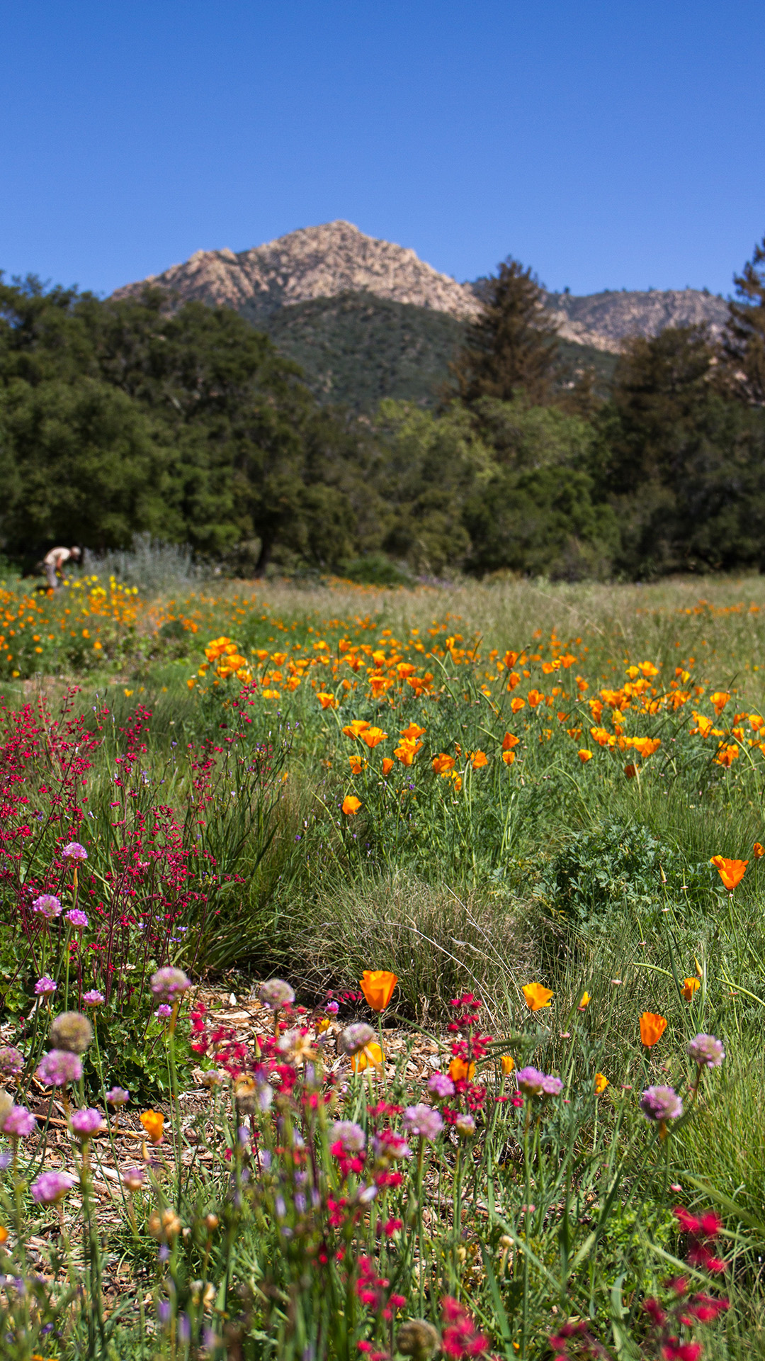 Explore 3 of Santa Barbara’s Famous Gardens